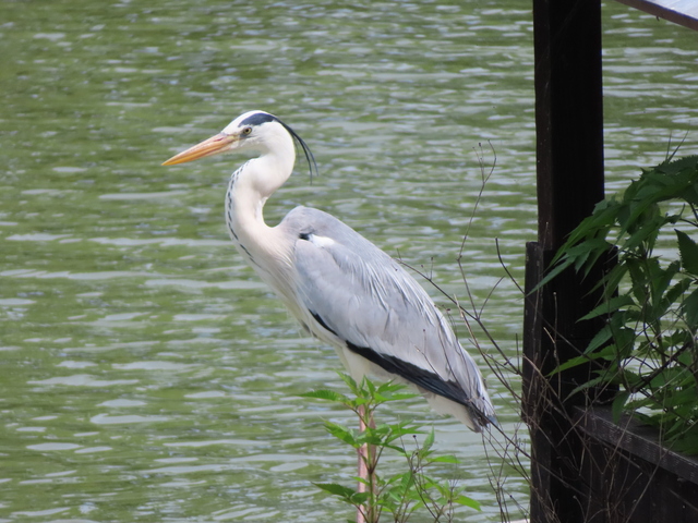 いつものメンバーたち: ゴンマック