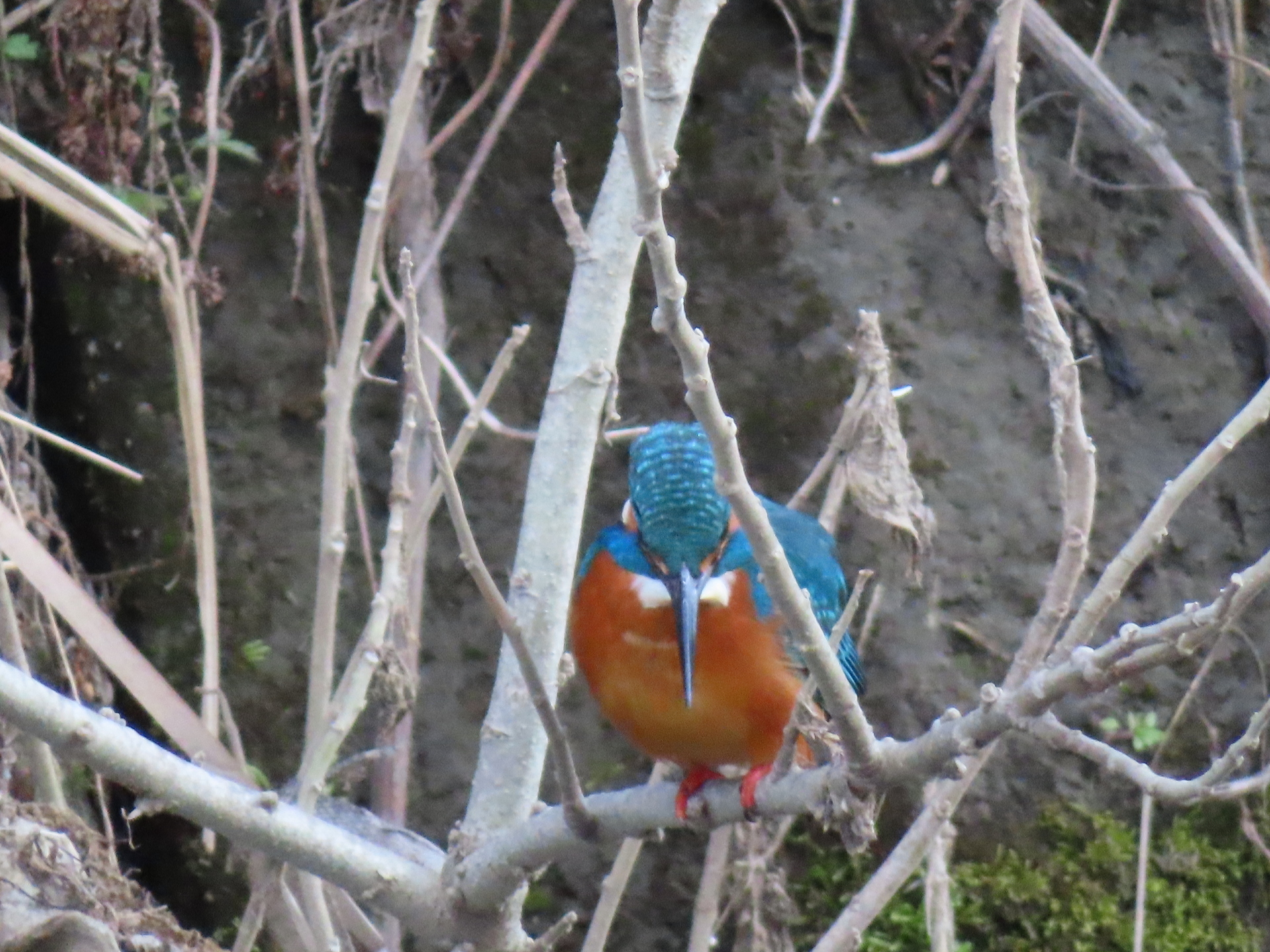 カワセミさん一択で: ゴンマック
