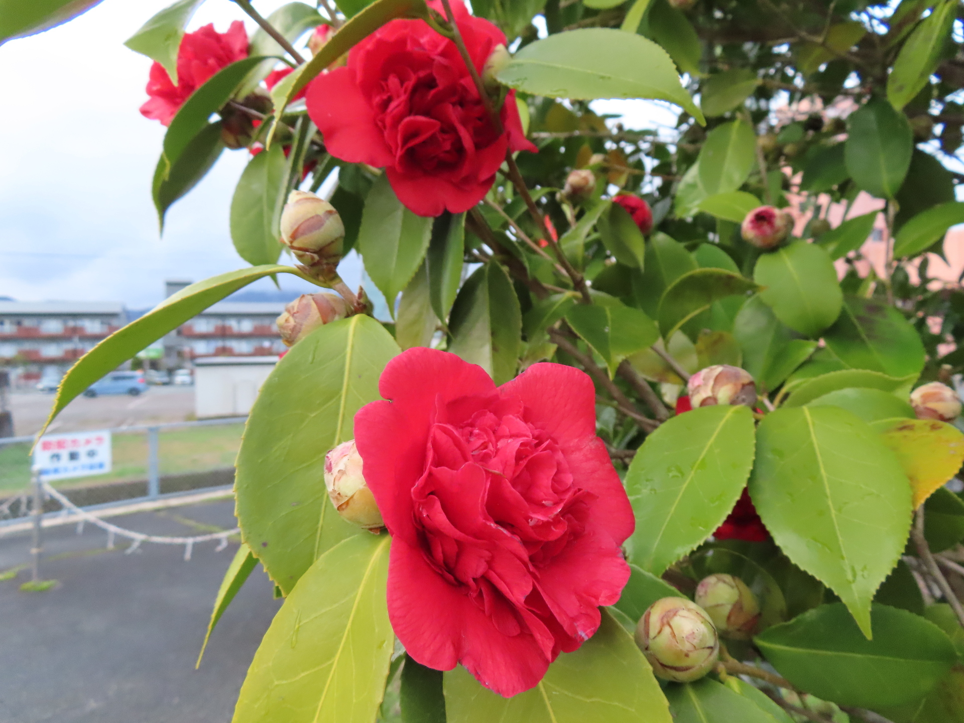 春はもうすぐ: ゴンマック