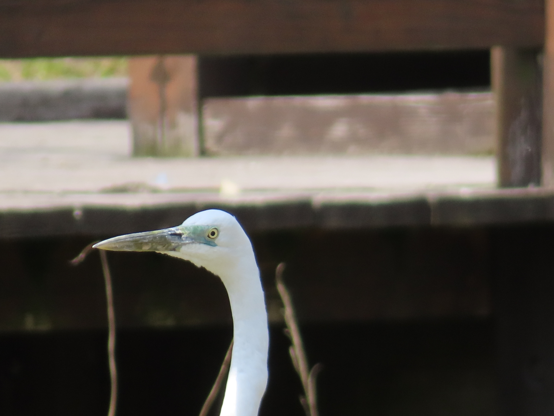 ハクモクレンと少なくなったヒドリガモさん: ゴンマック