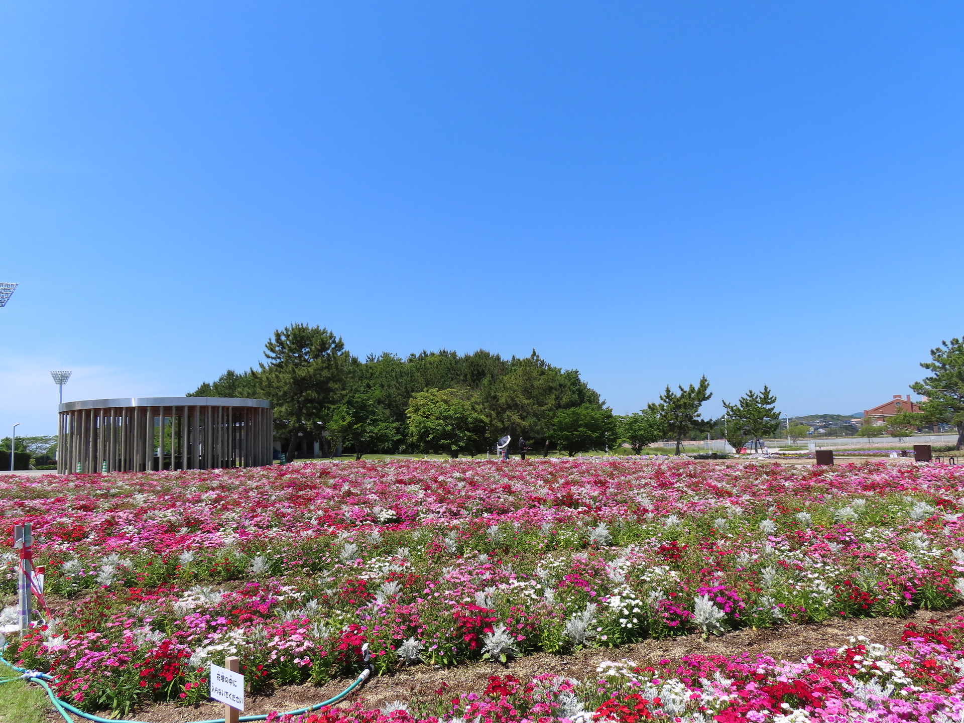フラワーガーデンとハート君（鯉）: ゴンマック