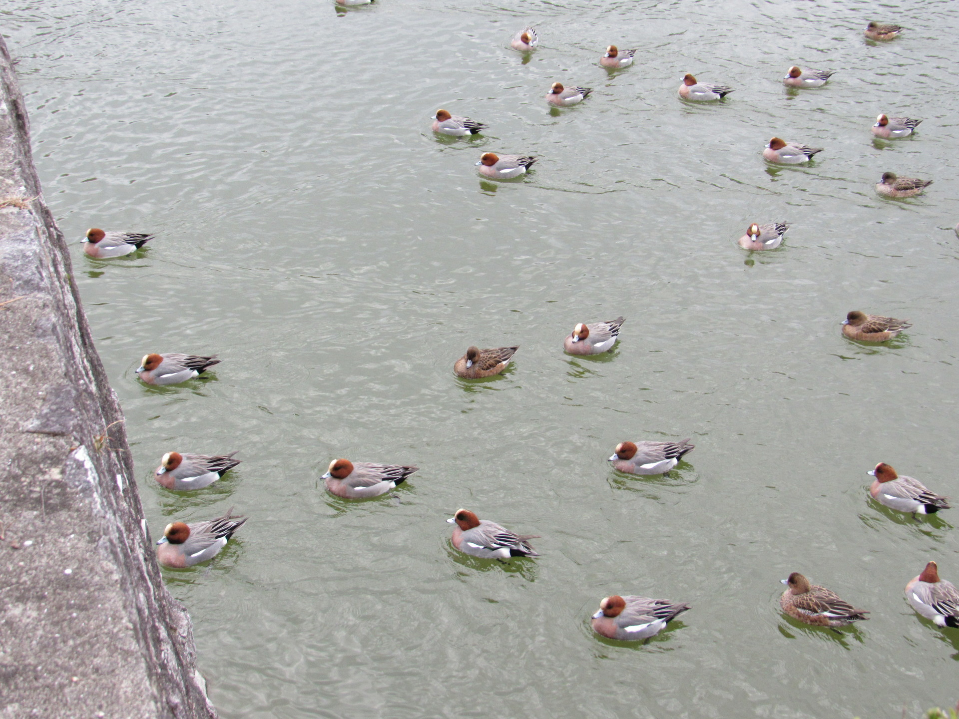 シロノワール白い恋人と公園の鳥さん達: ゴンマック